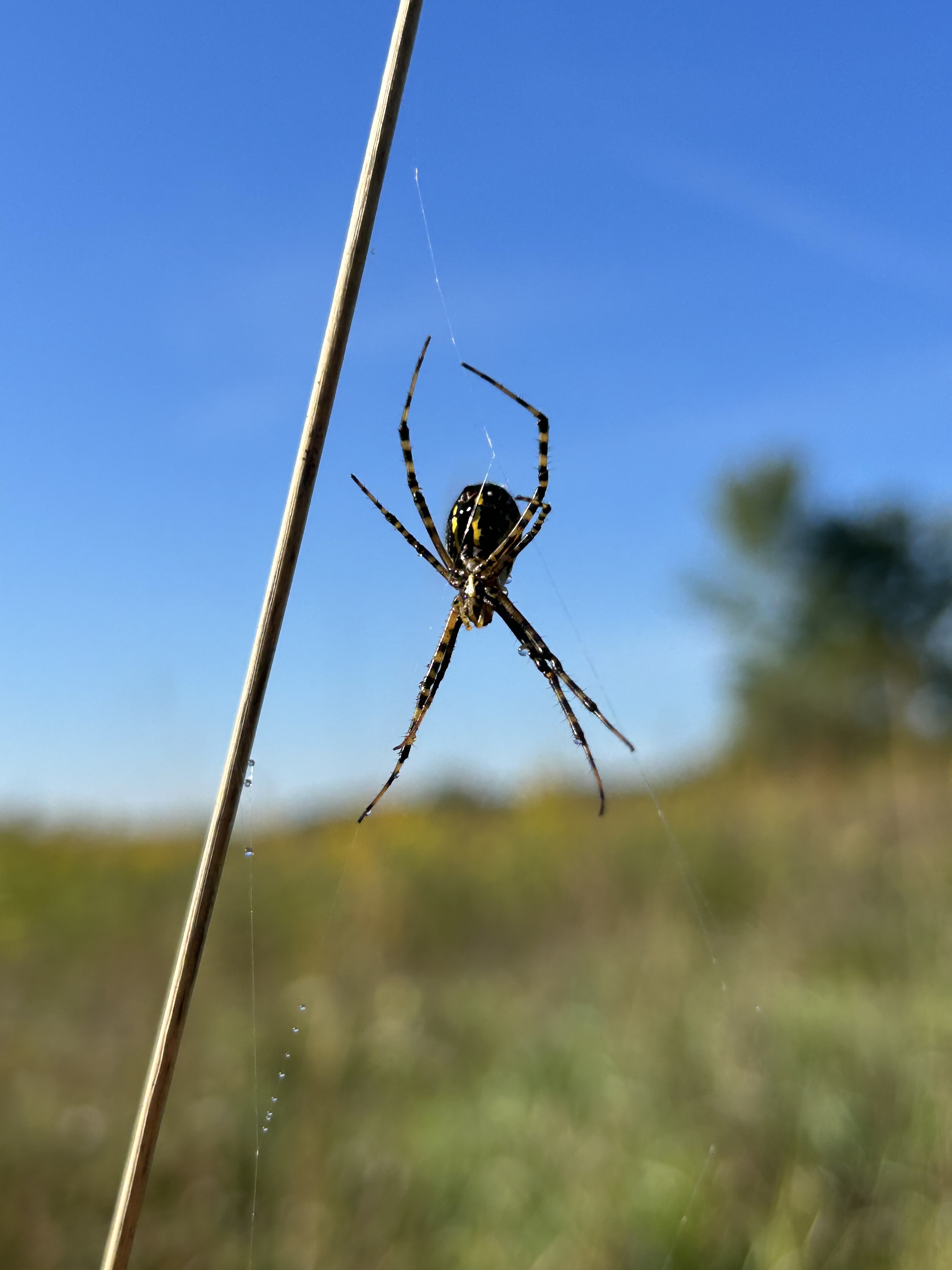 Puncture Resistance of Spider Egg Sacs : The University of Akron, Ohio