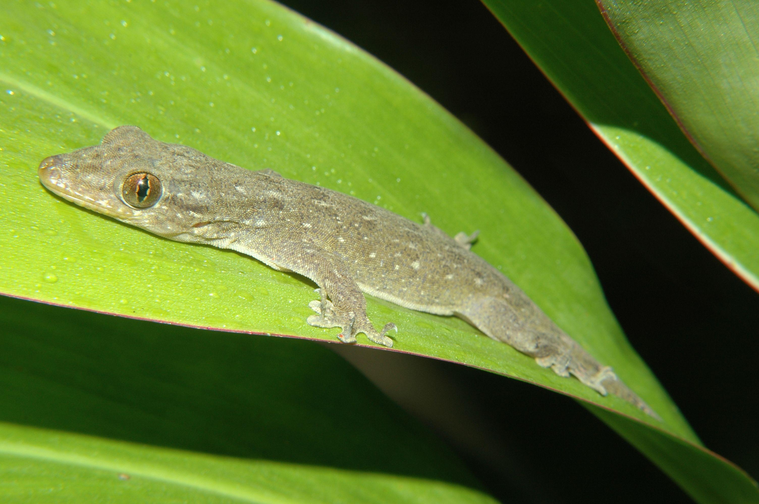 Tokay Gecko Toe Pads : The University of Akron, Ohio